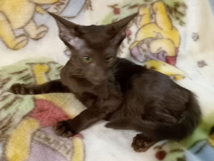 Ориентальные котята кошечки