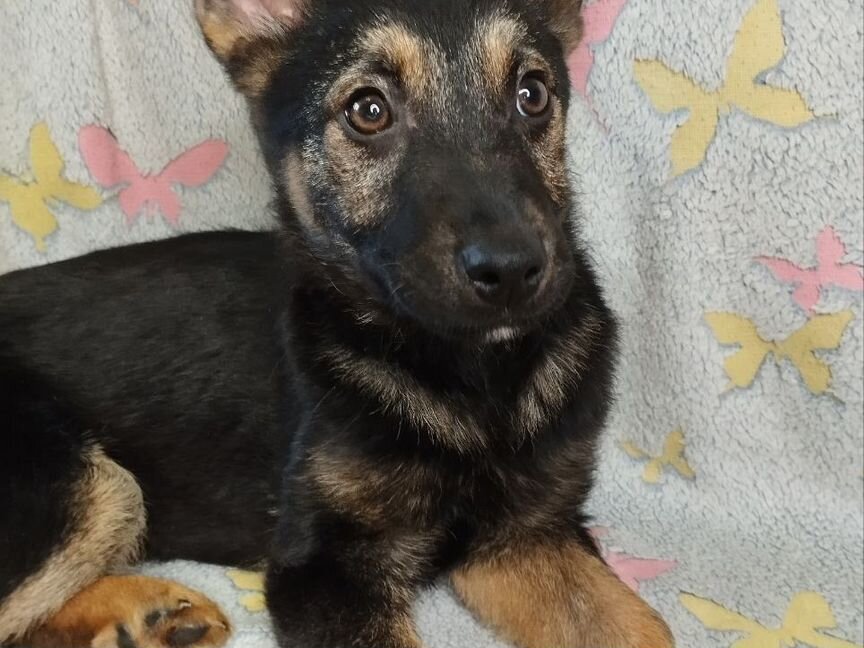 Щенок 3 месяца ищет любящий дом