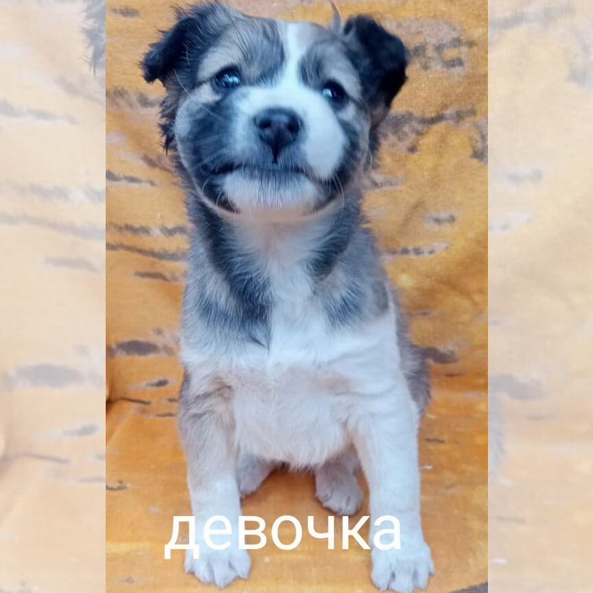 Щенок девочка коротколапая