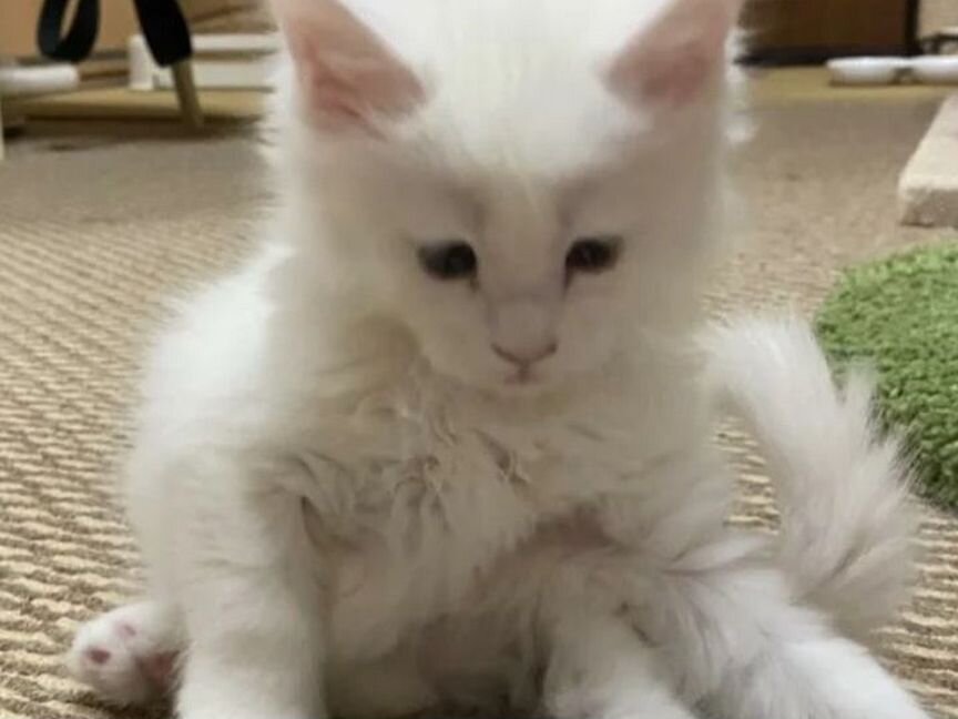 Кошка