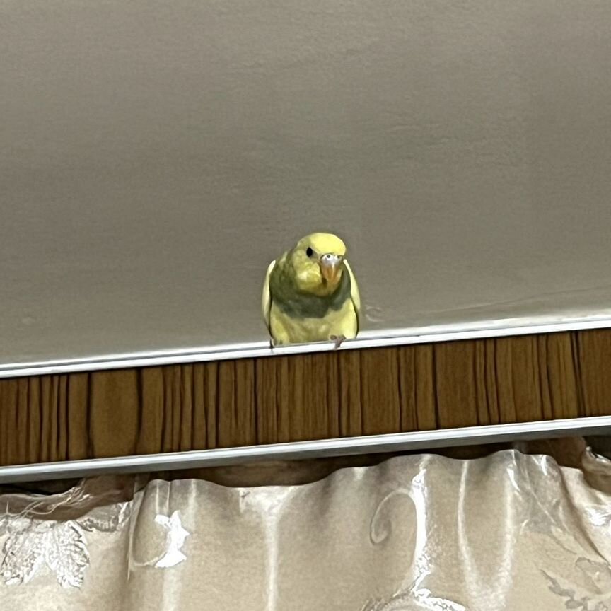 Волнистый попугай ручной