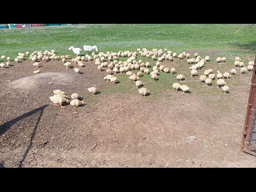 Продажа гусей Линда