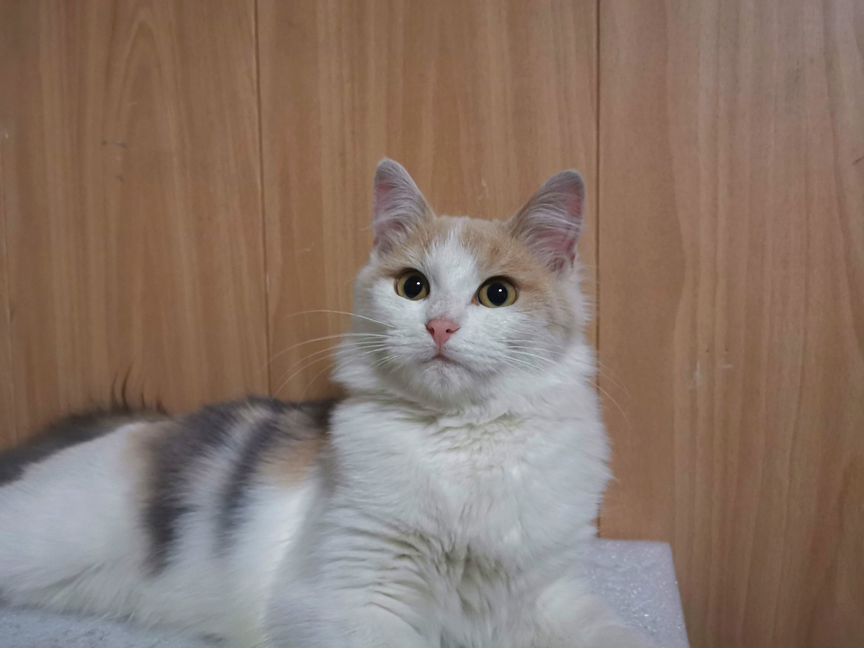 Пушистая Зефирка 4 месяца