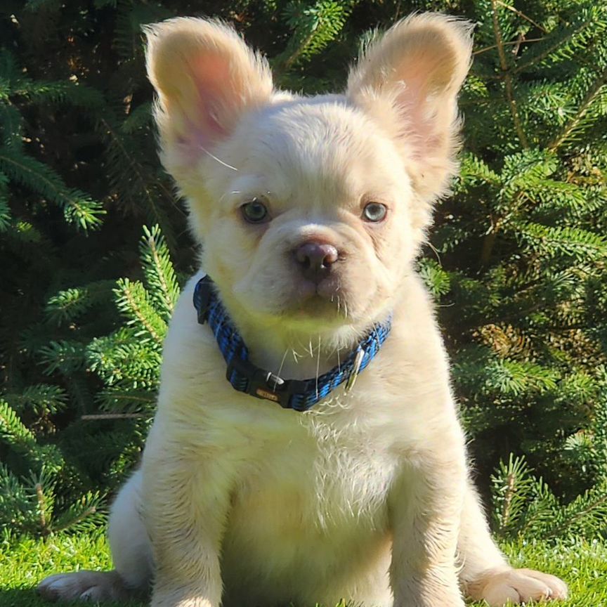 Французский бульдог, щенок