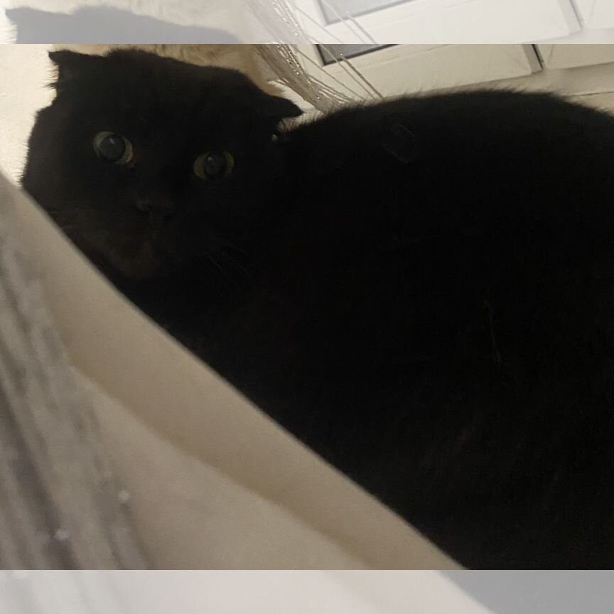 Шотландская вислоухая длинношёрстная кошка, взрослая