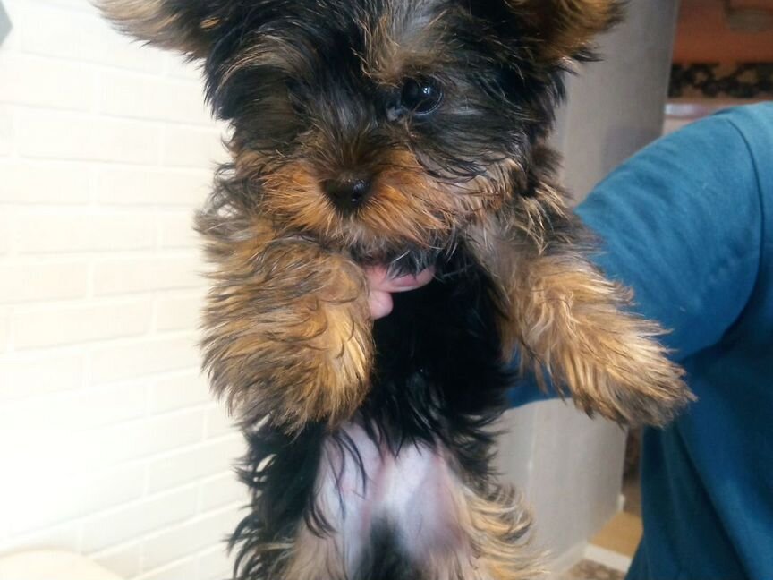 Йоркширский терьер