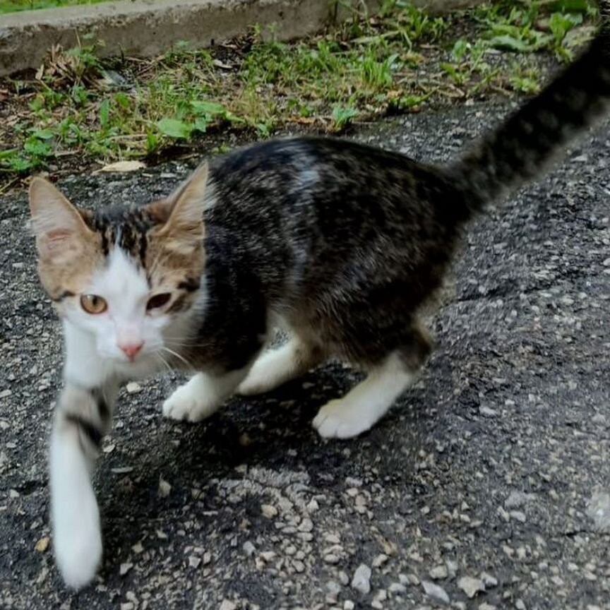 Котенку нужен любимый человек