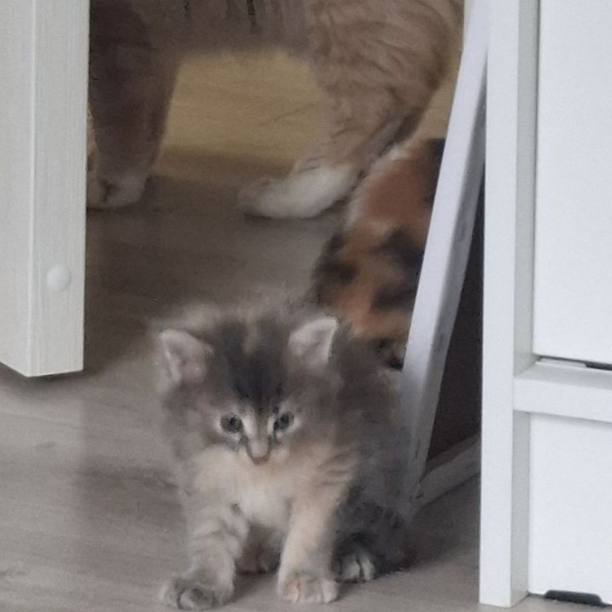 Мейн-кун котёнок