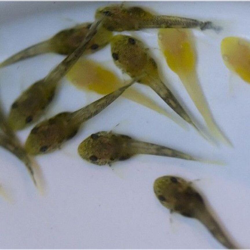 Анциструс малек