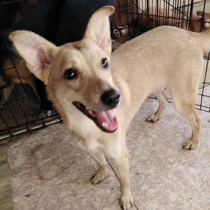 Щенок в добрые руки