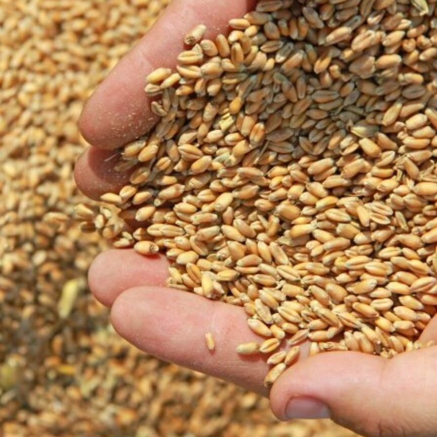 Зерно пшеница, ячмень