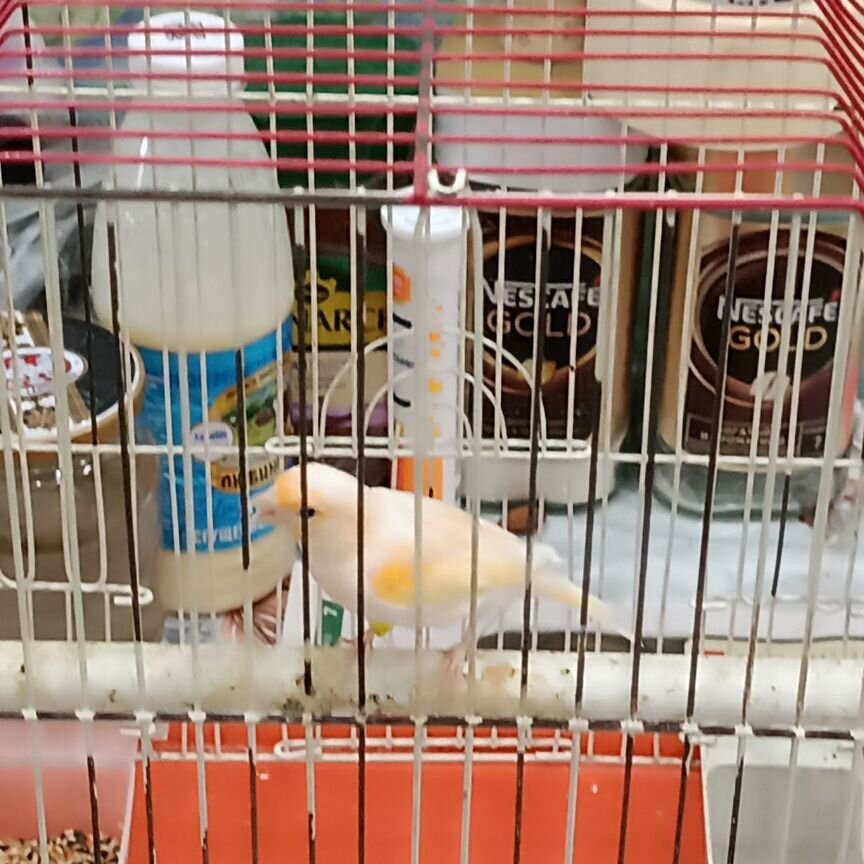 Кенара и канарейки