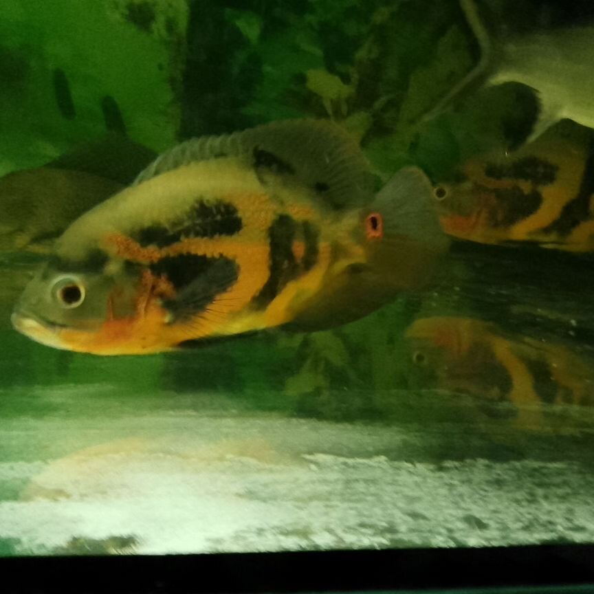 Астронотусы тигровые