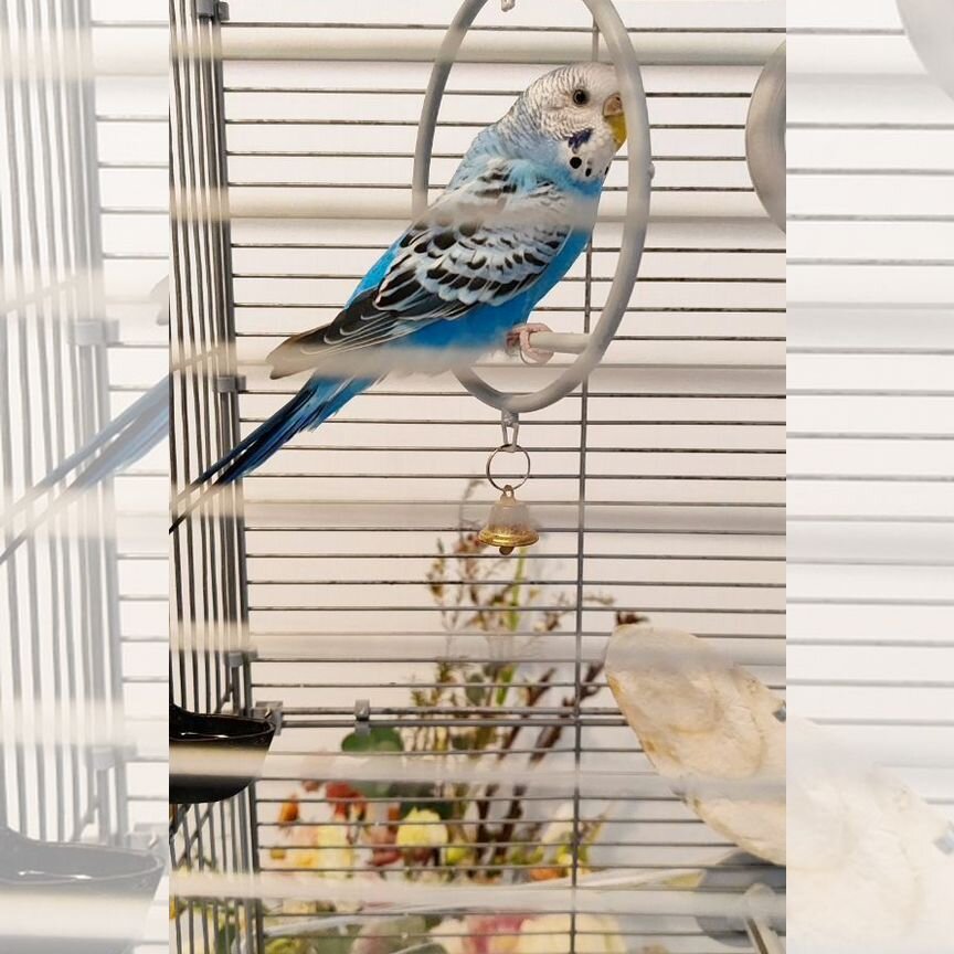 Волнистые попугаи пара