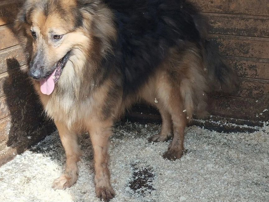 Отдам в добрые руки собаку Милан