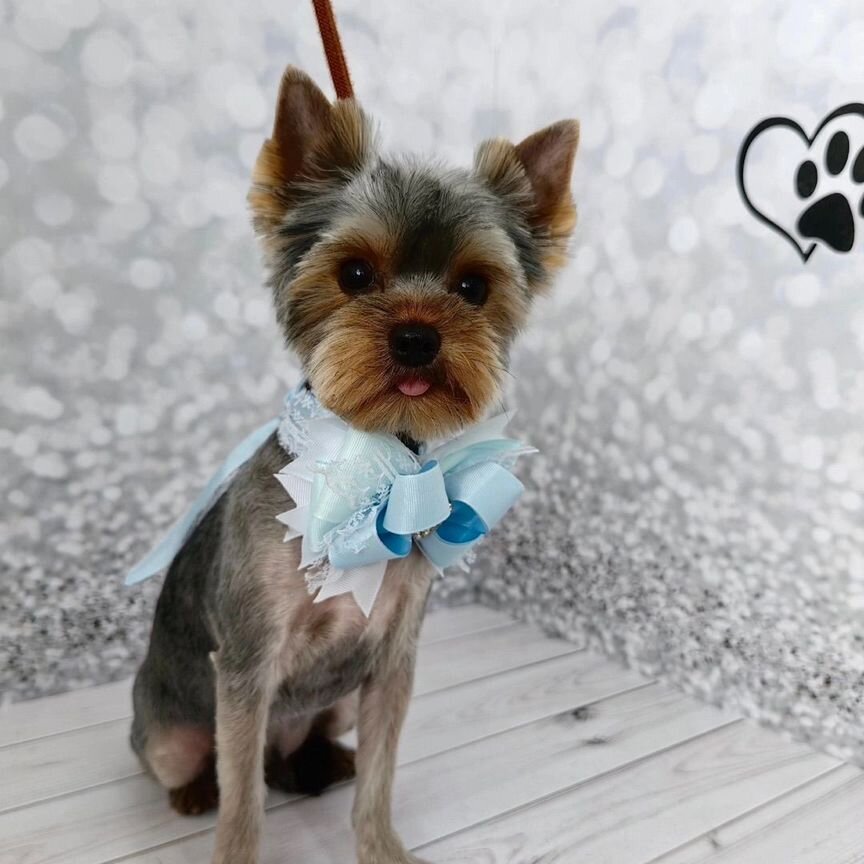 Йоркширский терьер