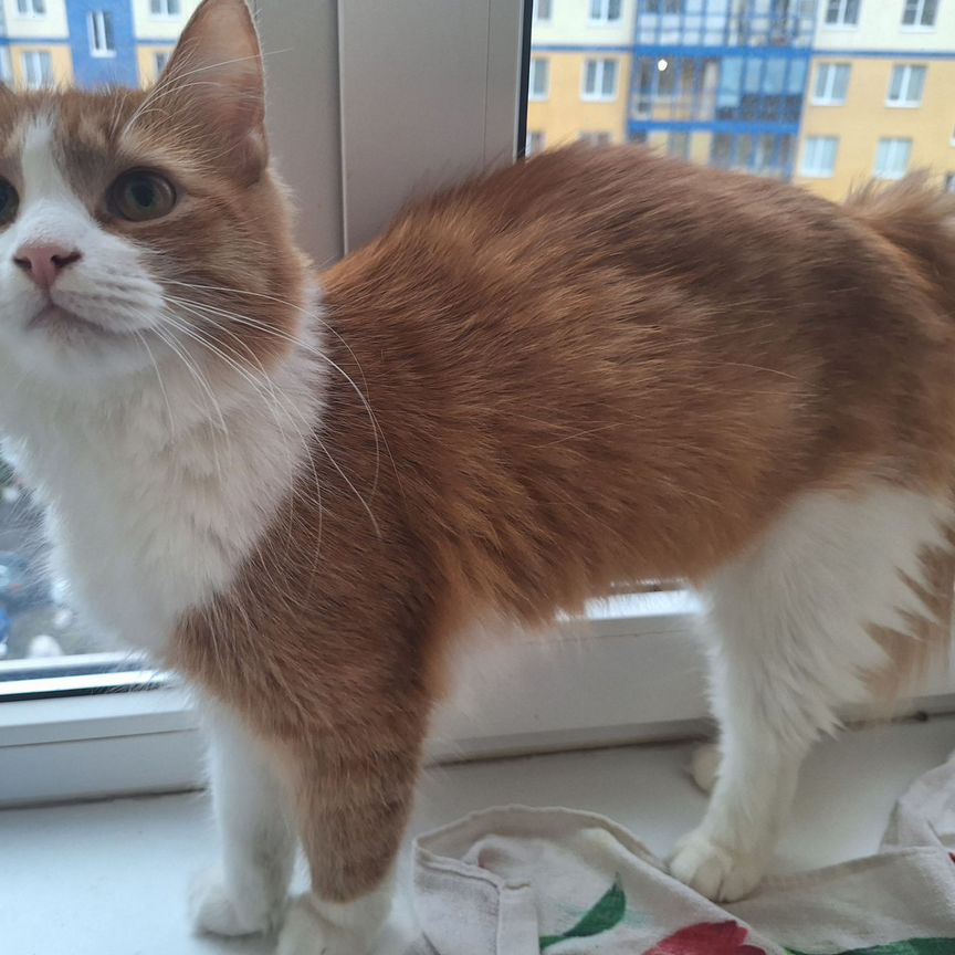 Кошечка