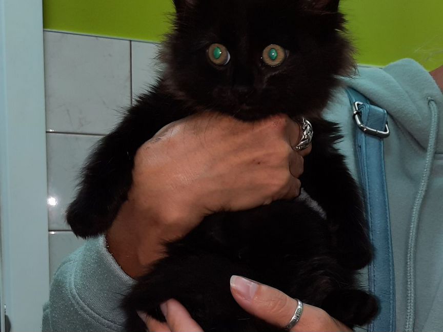 Котята в добрые руки бесплатно