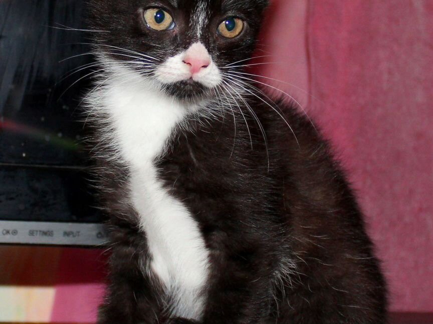 Котята