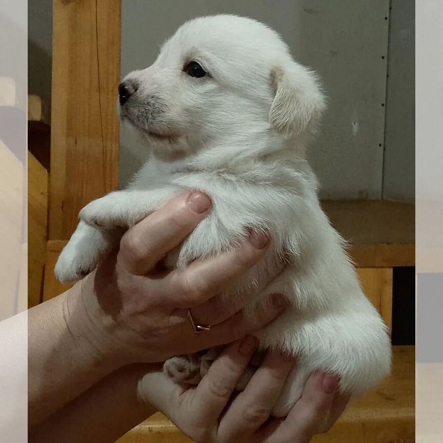 Щенок в добрые руки