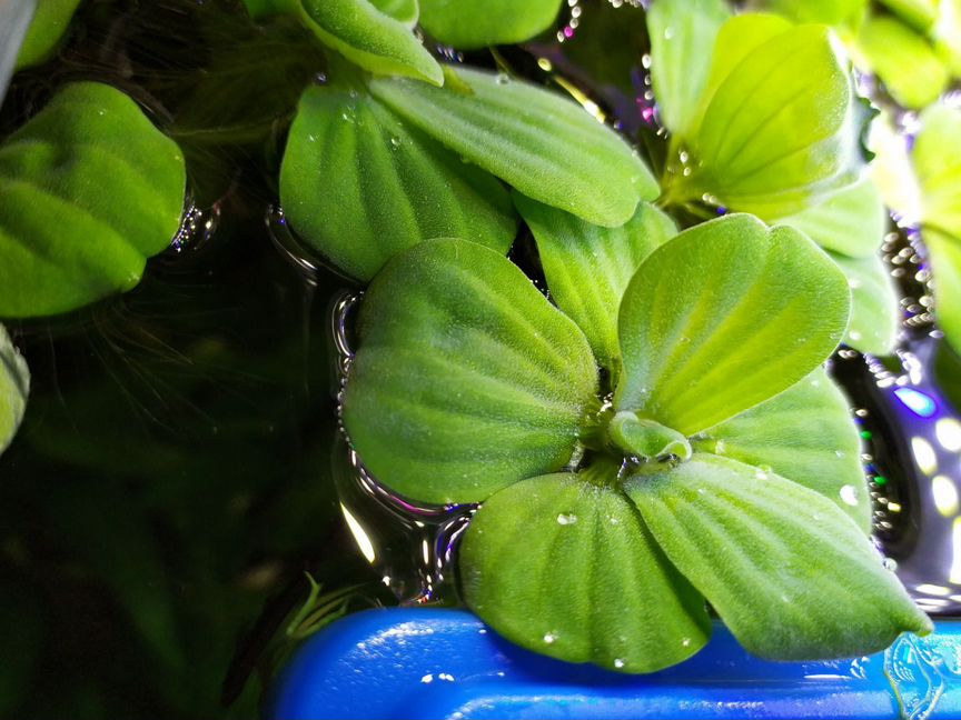 Пистия криптокорина прополка аквариум