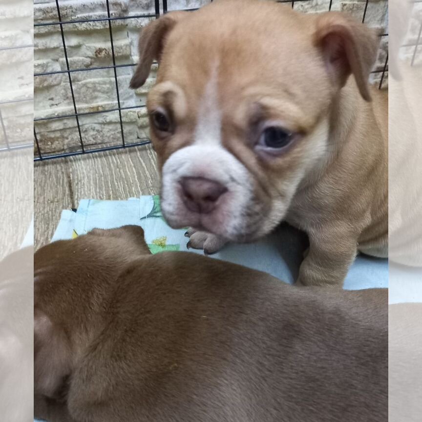 Американский булли