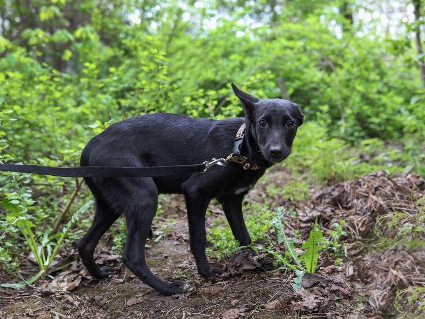Щенок 4 месяца Девочка Айс-Лилу