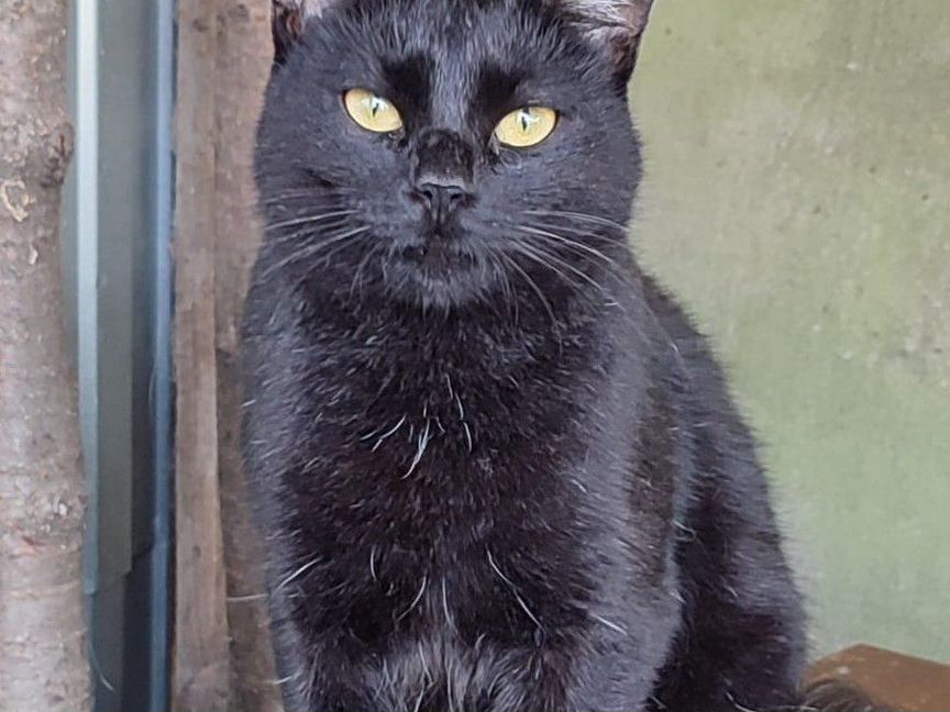 Кошка