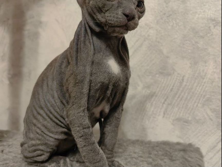 Котята сфинкс