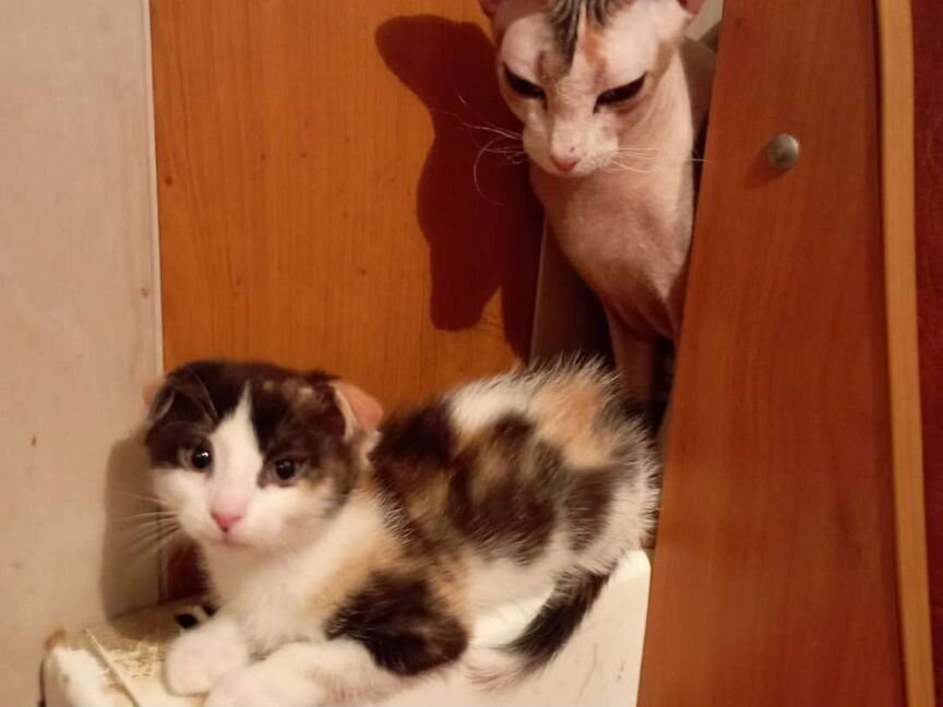 Котята вислоухие отдам бесплатно