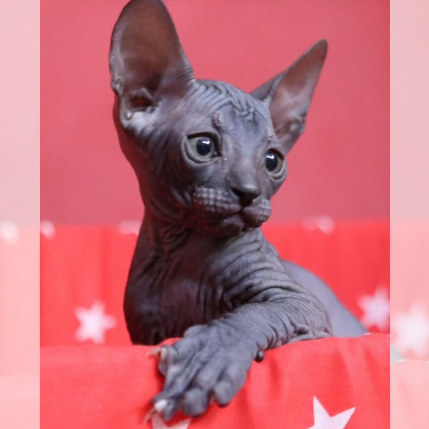 Котята. Донской сфинкс Axel