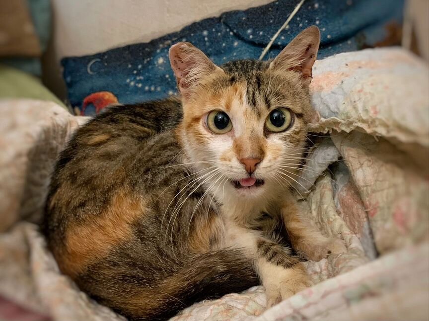 Кошечка Эля