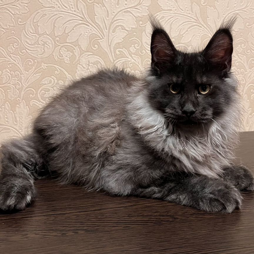 Котенок мальчик мейн-кун
