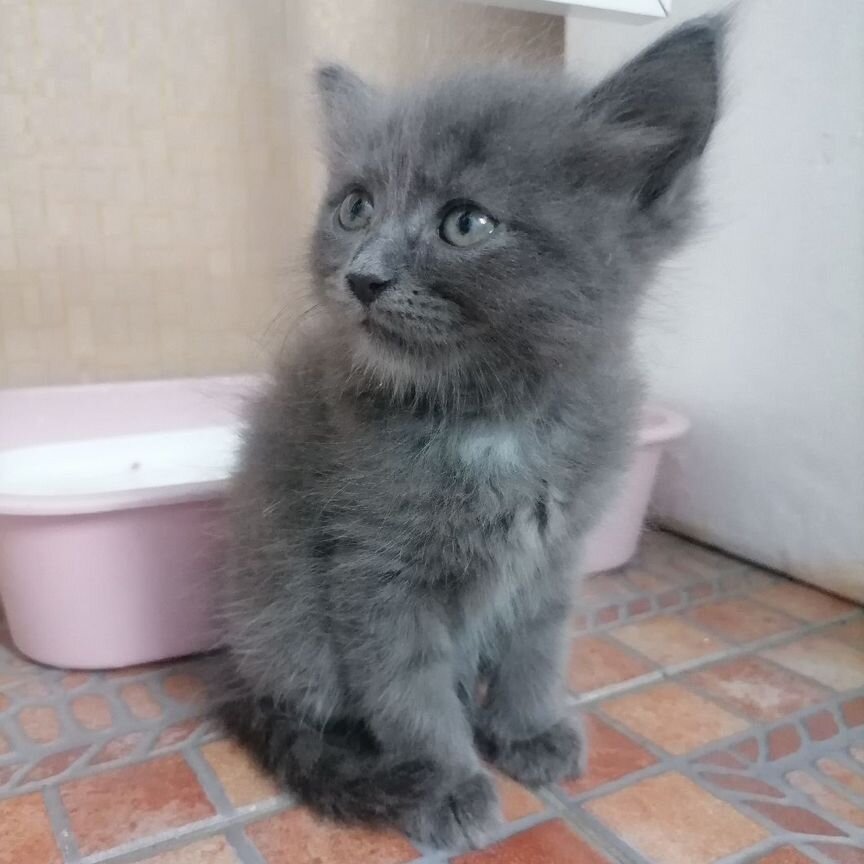 Котята в добрые руки бесплатно