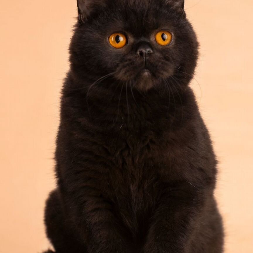 Британский короткошёрстный котёнок