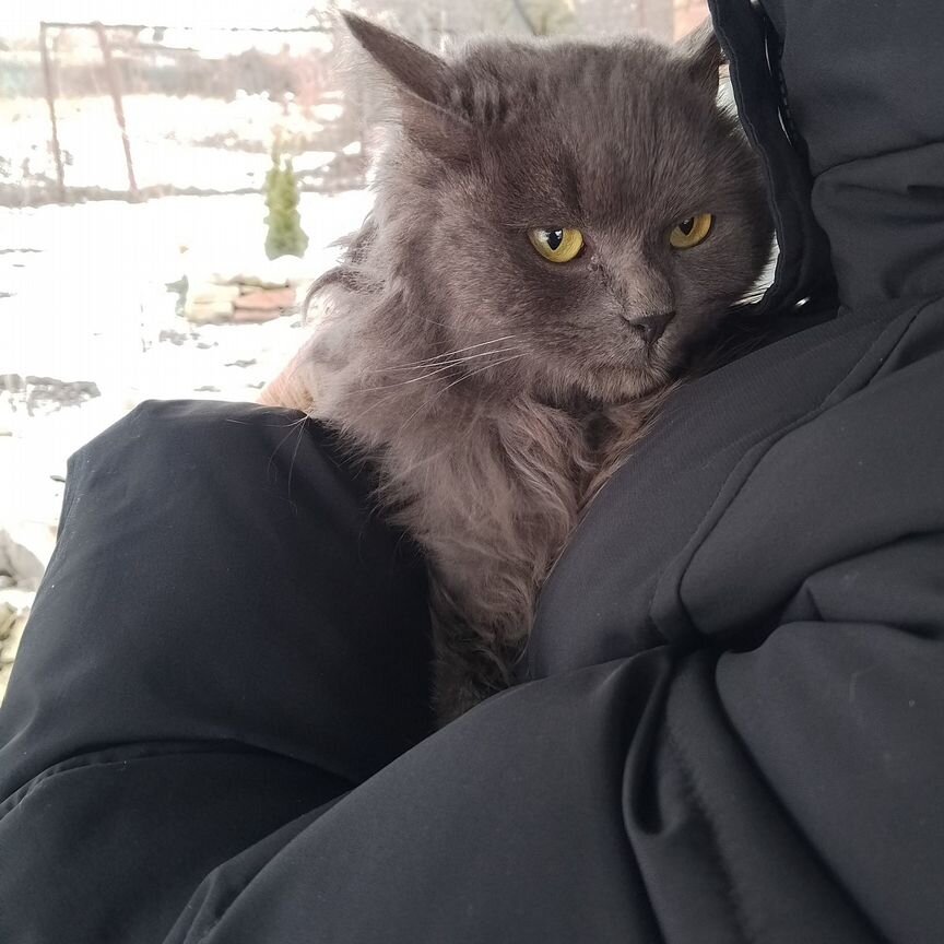 Нибелунг, взрослая кошка