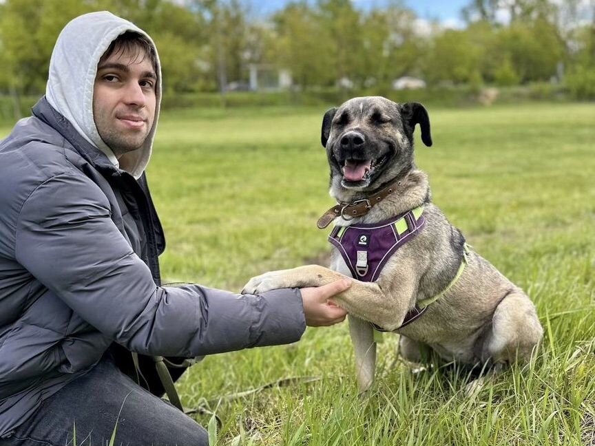 Спокойная и добрая собачка оказалась в приюте