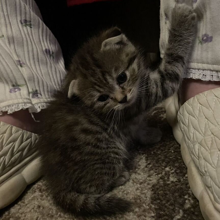 Шотландские вислоухие