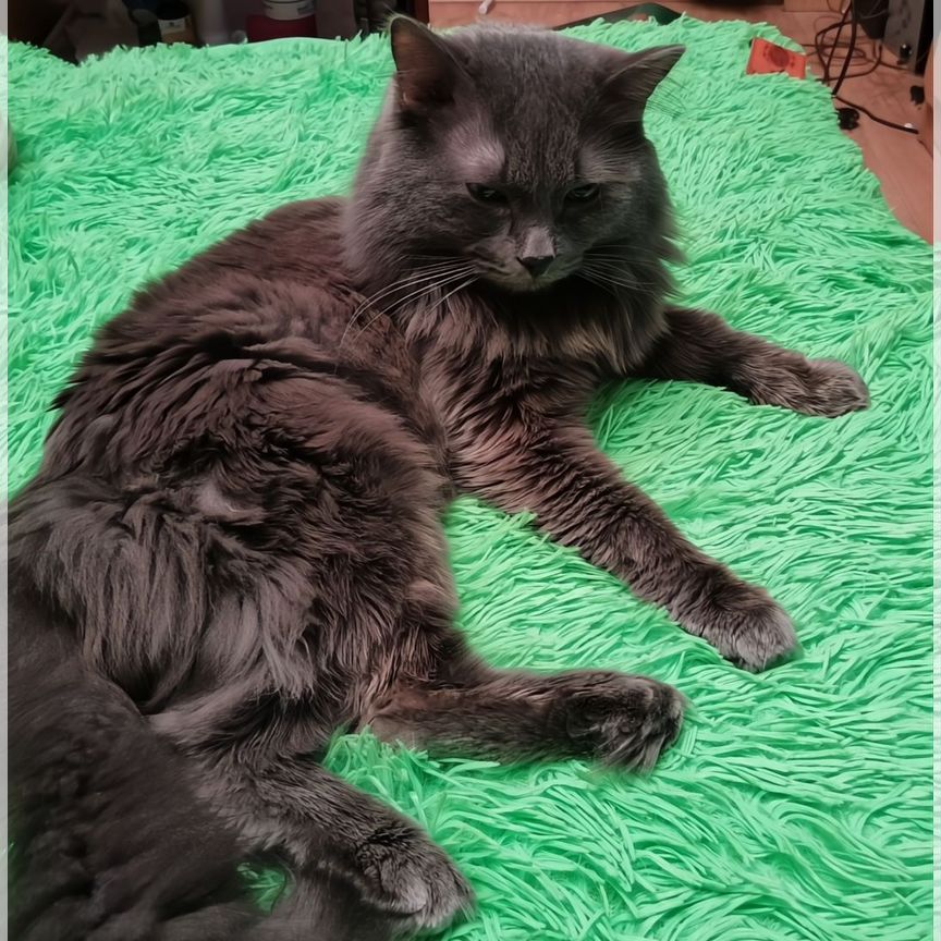 Нибелунг, взрослый кот