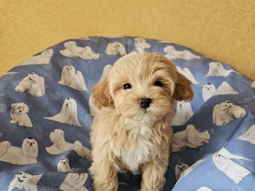 Мальтипу Мега мальчик Корея.Уильям