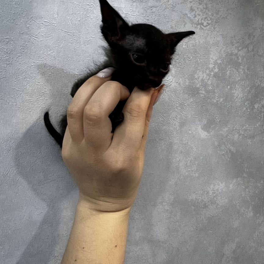 Донской сфинкс котёнок