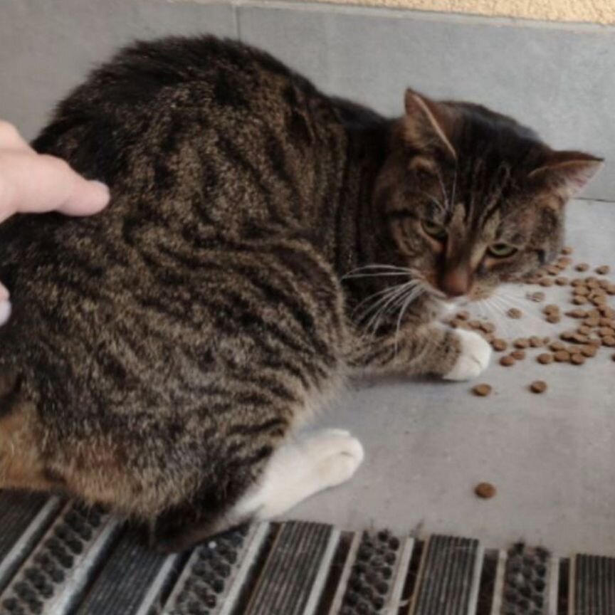 Взрослый кот в добрые руки