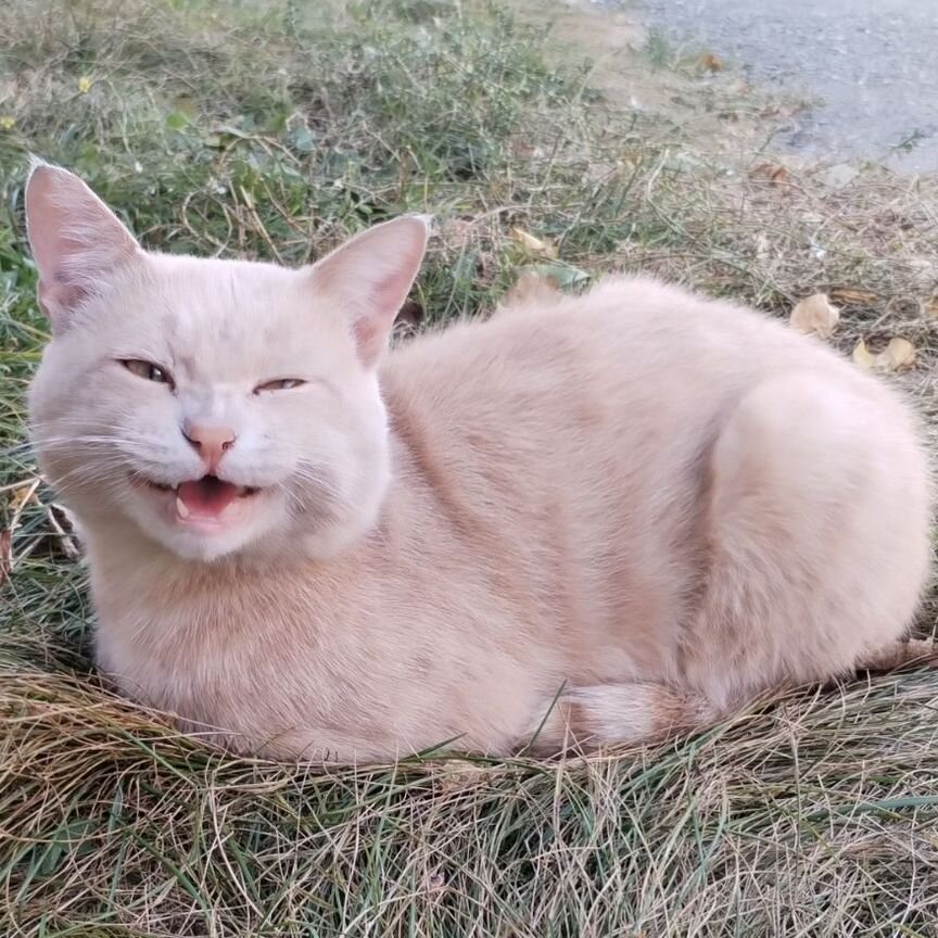 Отдам кота в добрые руки