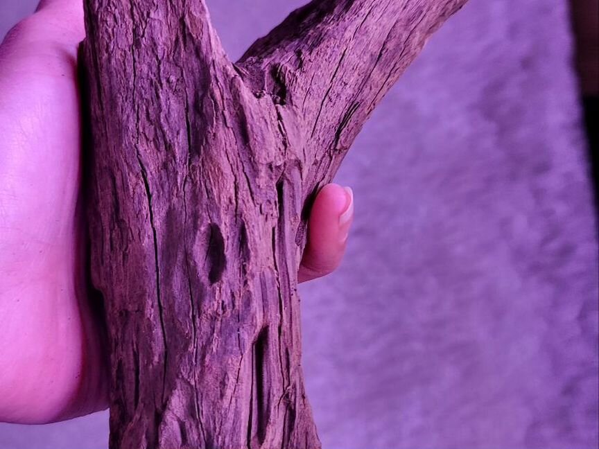 Коряга мангровая