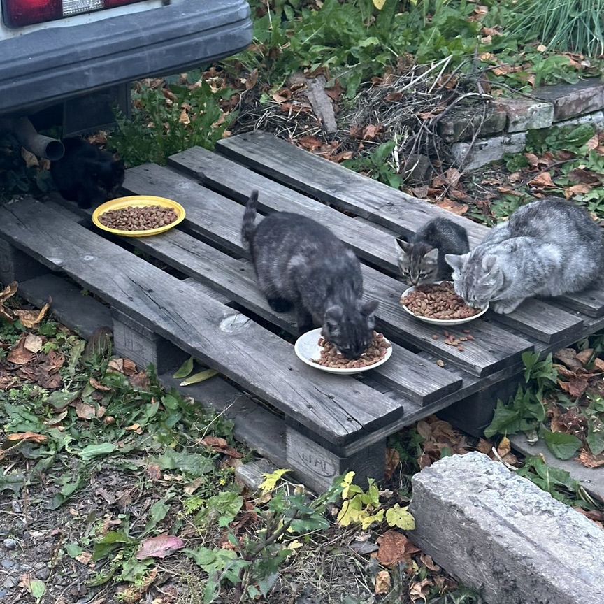 Одам котят даром