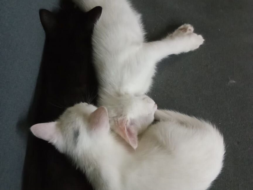 Котято добрые красавцы