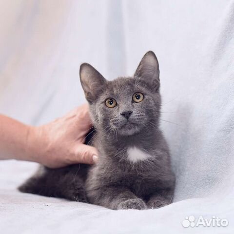 Котенок метис русская голубая мальчик в дар