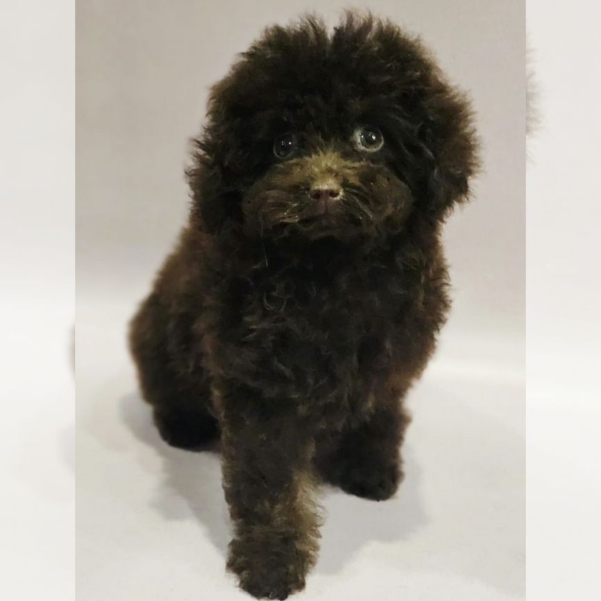 Той-пудель, щенок