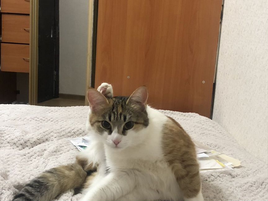 Потерялась кошка