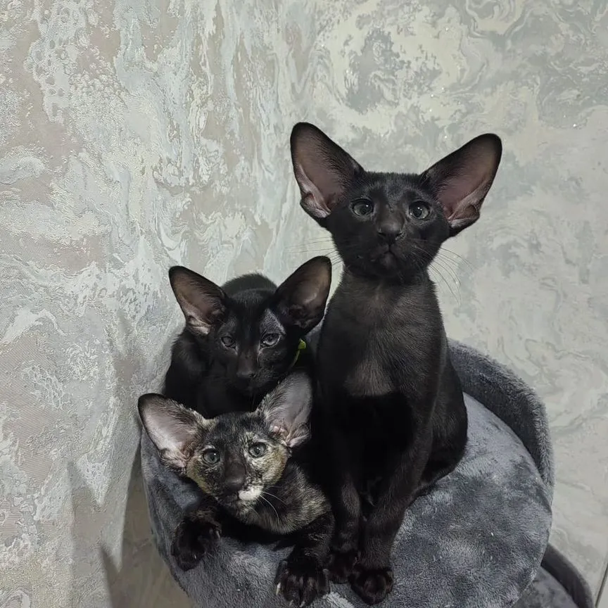 Ориентальные котята с документами